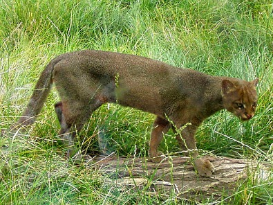 Puma_yaguarondi – International Society for Endangered Cats (ISEC) Canada