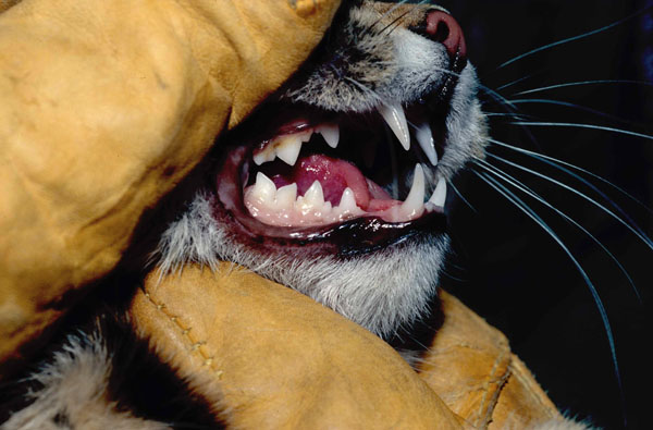 Gebiß – International Society for Endangered Cats (ISEC) Canada
