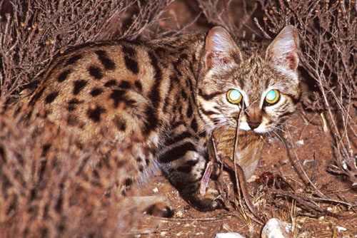 Swalloa Gerbil – International Society for Endangered Cats (ISEC) Canada