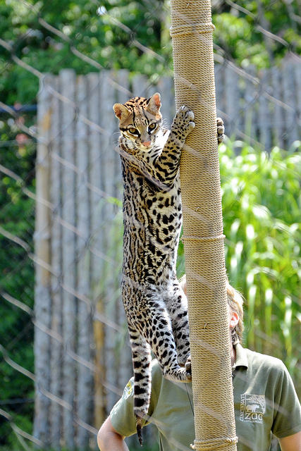 Zoo cats – International Society for Endangered Cats (ISEC) Canada