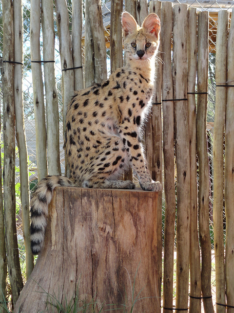 Zoo cats – International Society for Endangered Cats (ISEC) Canada