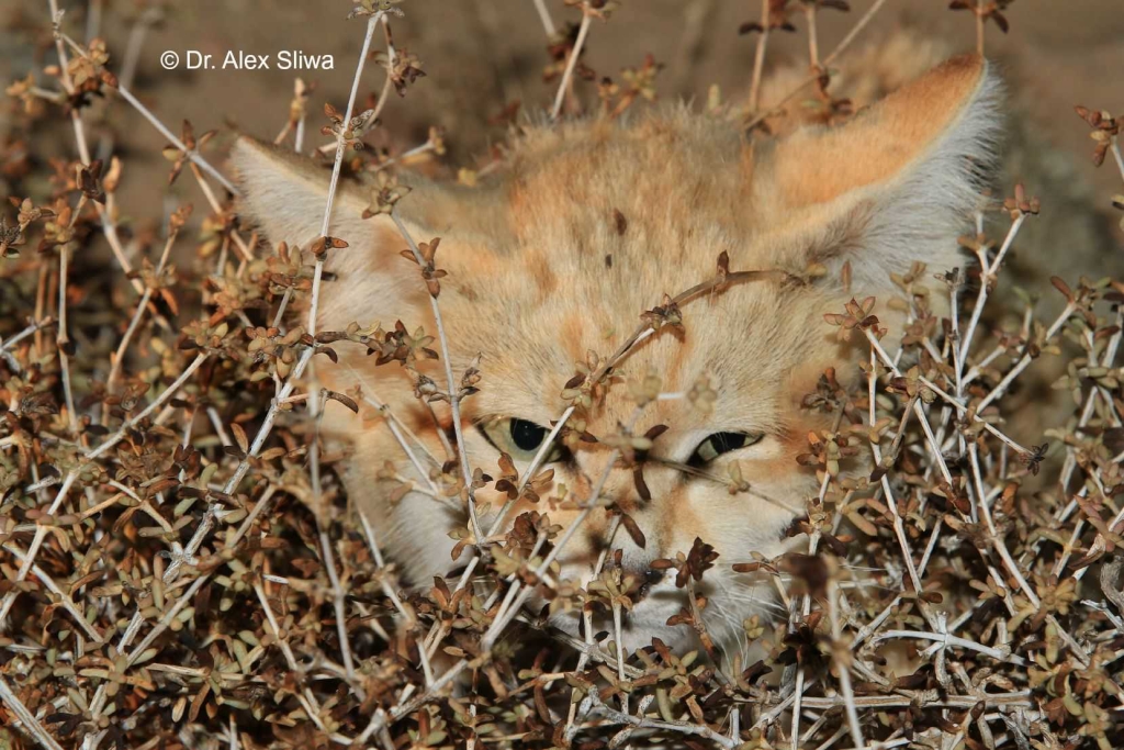 Sand Cats of Morocco – International Society for Endangered Cats (ISEC ...