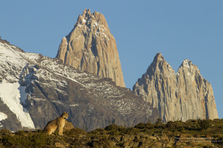 Pumas in Patagonia – International Society for Endangered Cats (ISEC ...