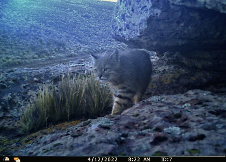 Patagonian Cats Project – International Society for Endangered Cats ...