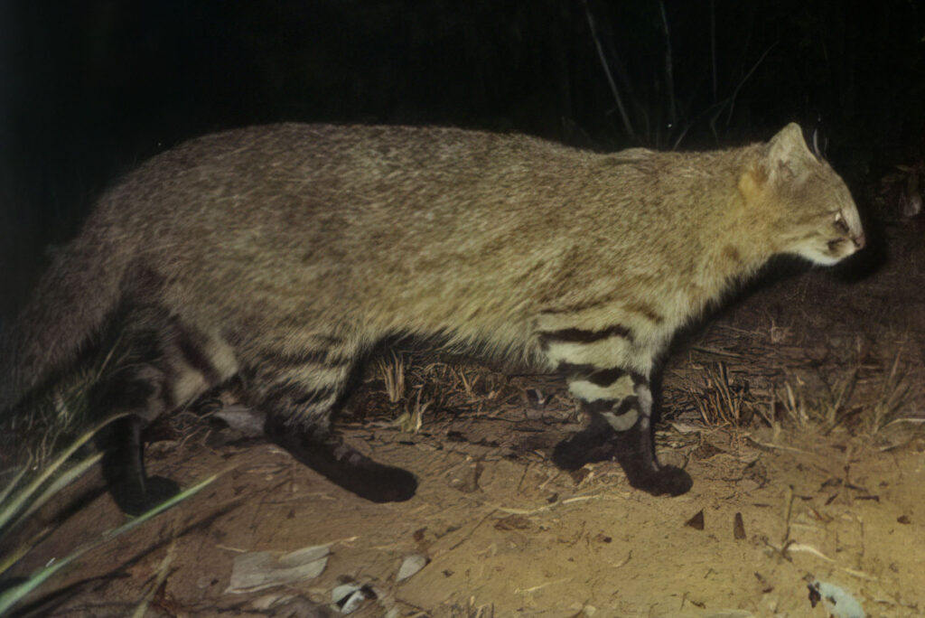 Pampas Cat Species Complex – International Society for Endangered Cats ...