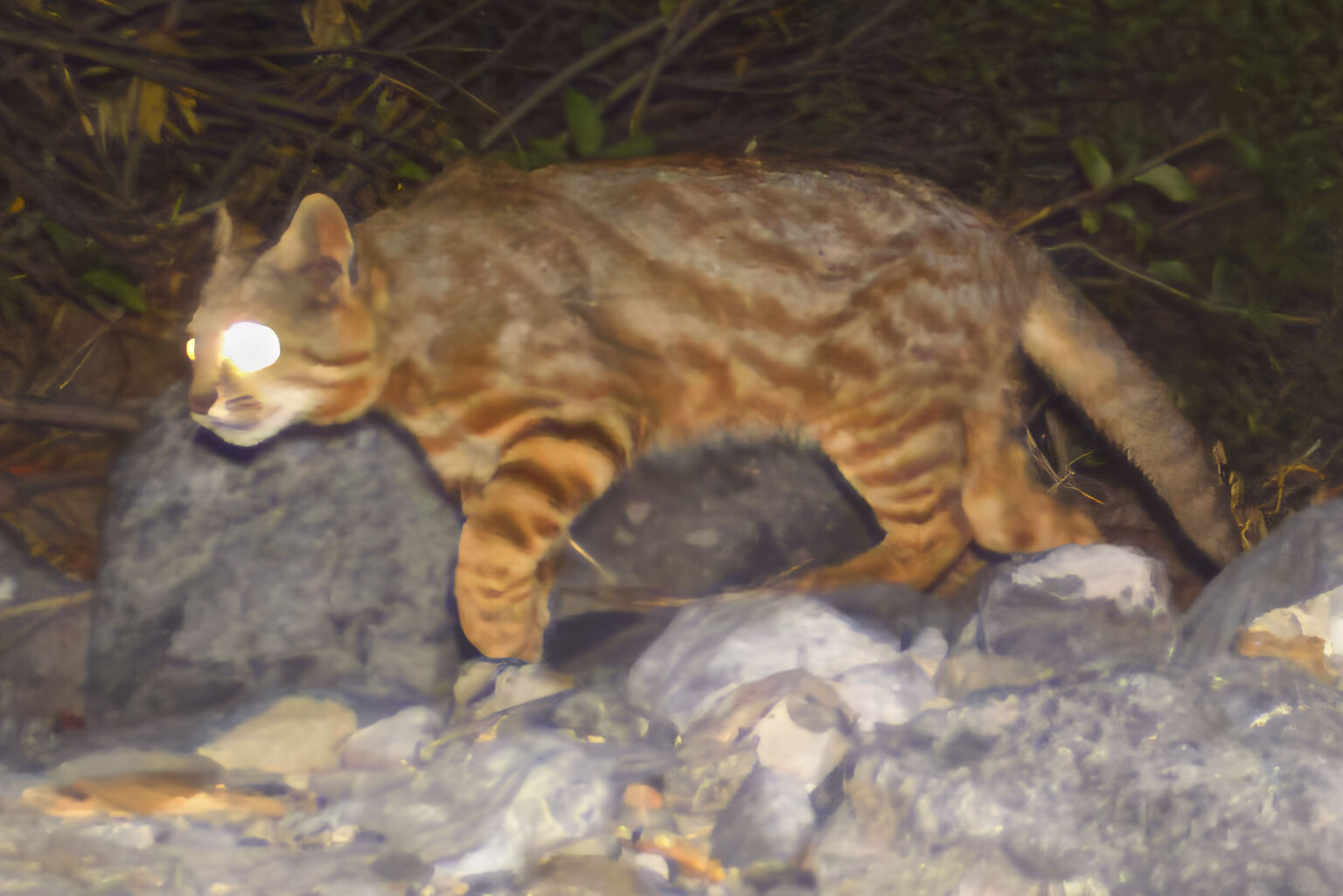 Pampas Cat Species Complex – International Society for Endangered Cats ...